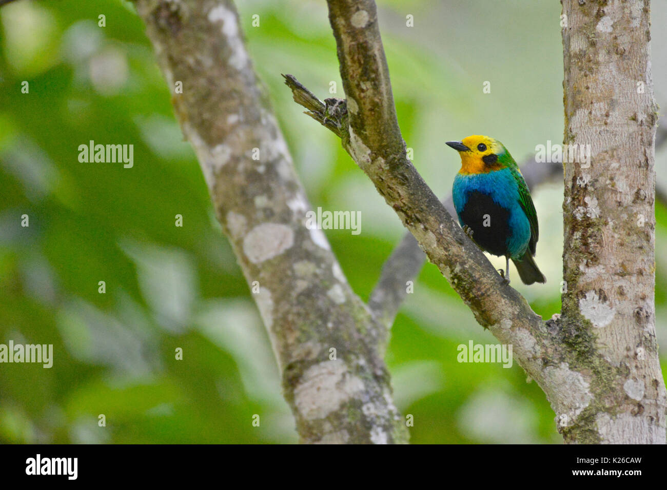 Chlorochrysa nitidissima hi-res stock photography and images - Alamy
