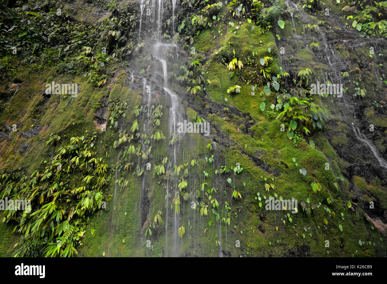 Tropical Wet to Humid Forest on the western slope of the West Andes and ...