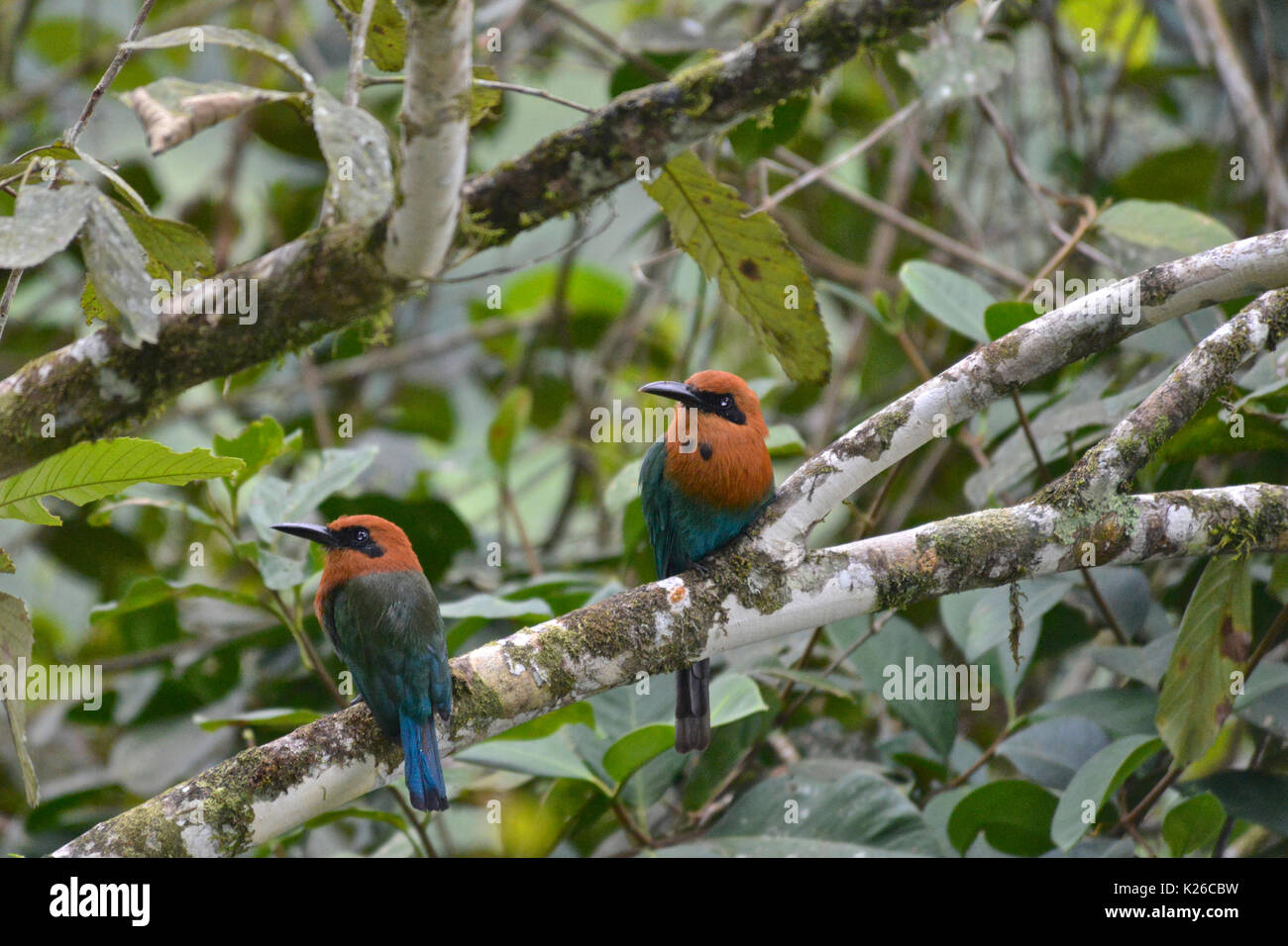 Lowland birds hi-res stock photography and images - Alamy