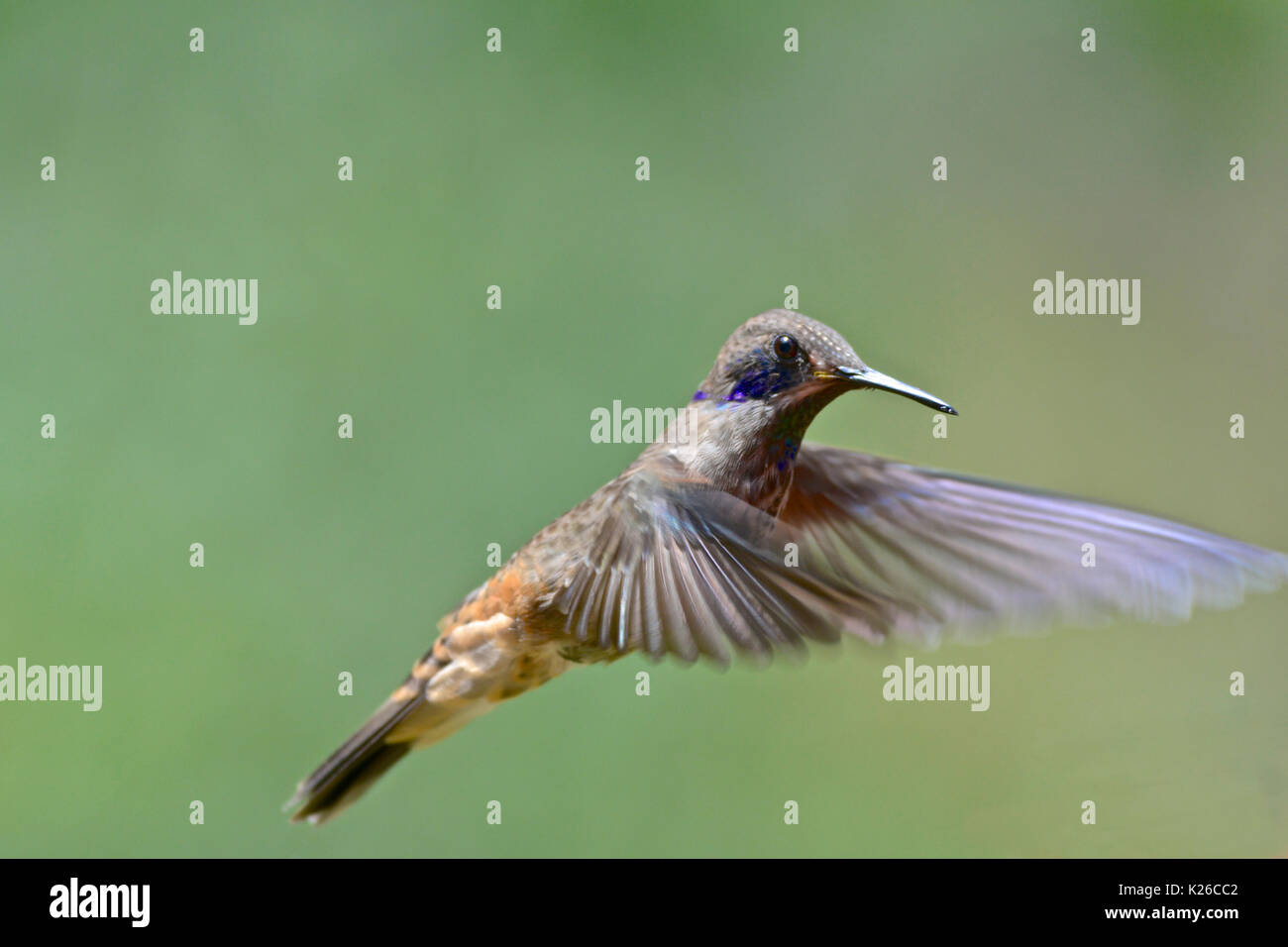 Colibri at tree hi-res stock photography and images - Alamy