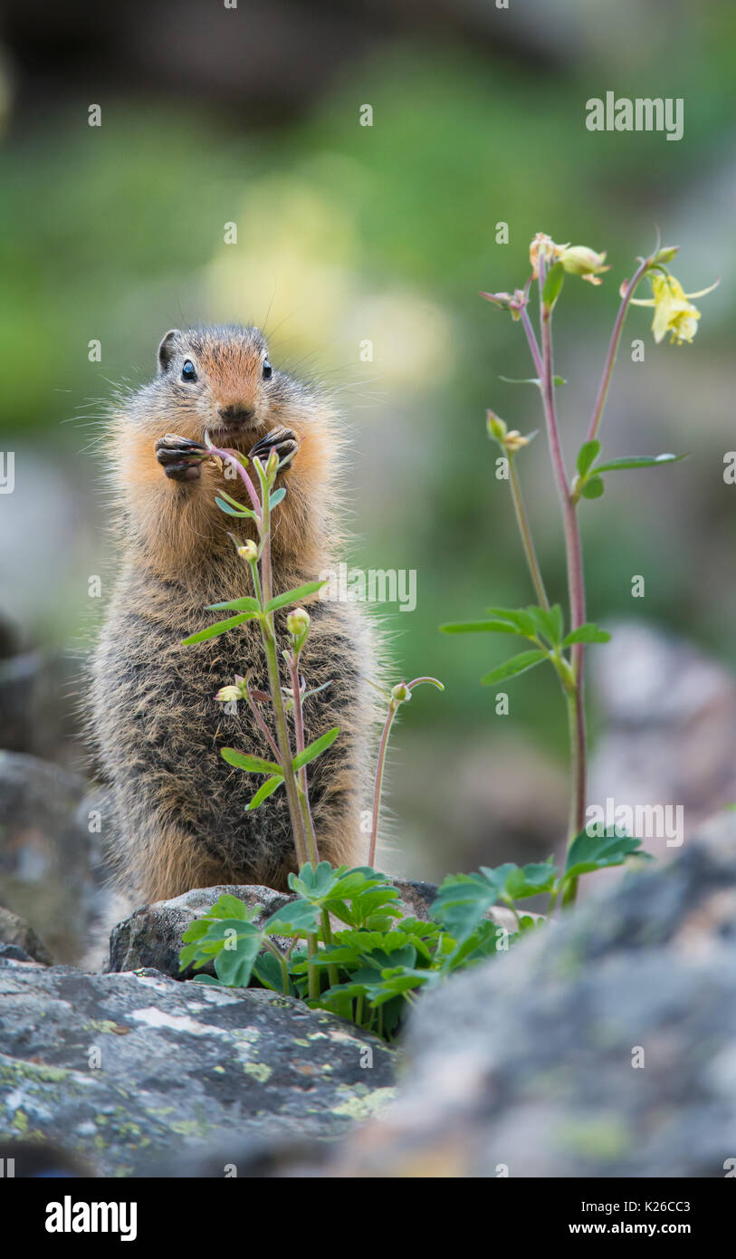 Colombia Ground Squirrel Stock Photo - Alamy