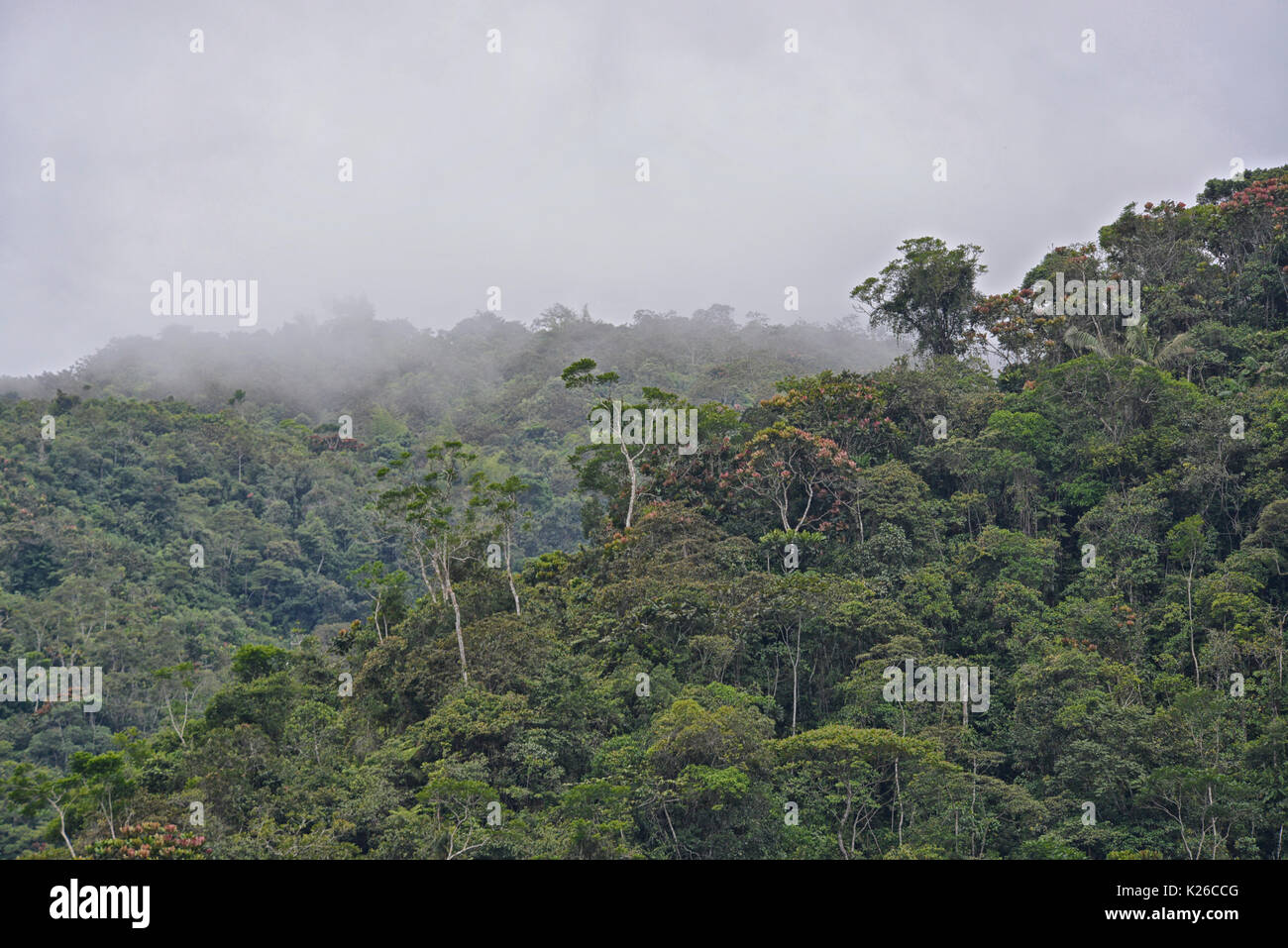 Subtropical ecosystem hi-res stock photography and images - Alamy
