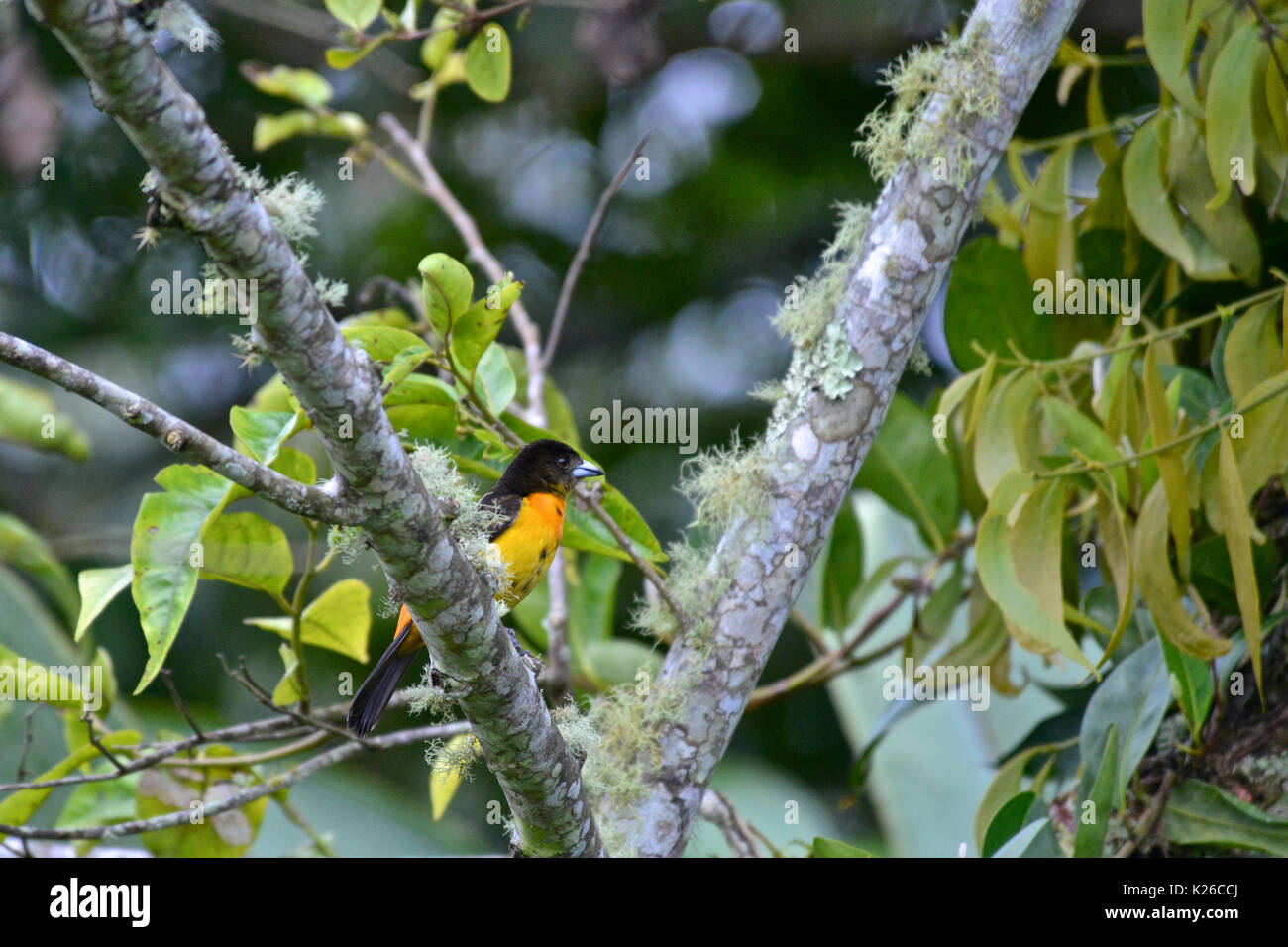 Bird, Colombia, Latin America Stock Photo - Alamy