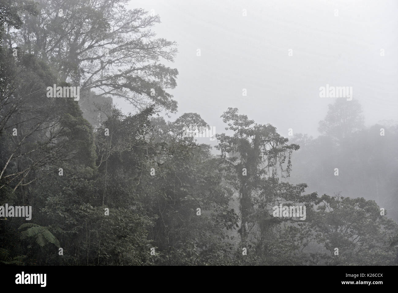 Subtropical Cloud Forest, also referred to as Subandean Forest Stock ...