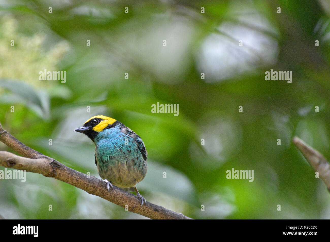 Bird, Colombia, Latin America Stock Photo - Alamy