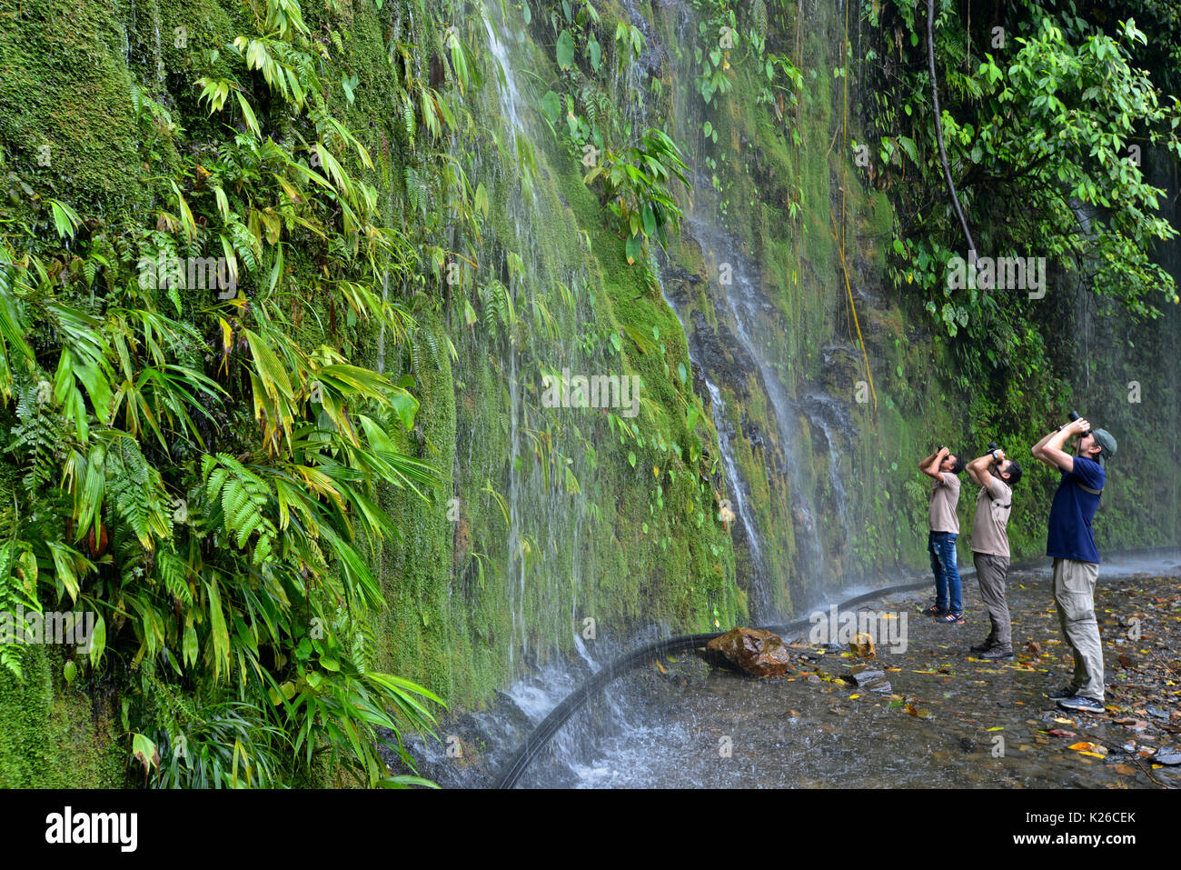 Birdwatching on the western slope of the West Andes and part of the ...