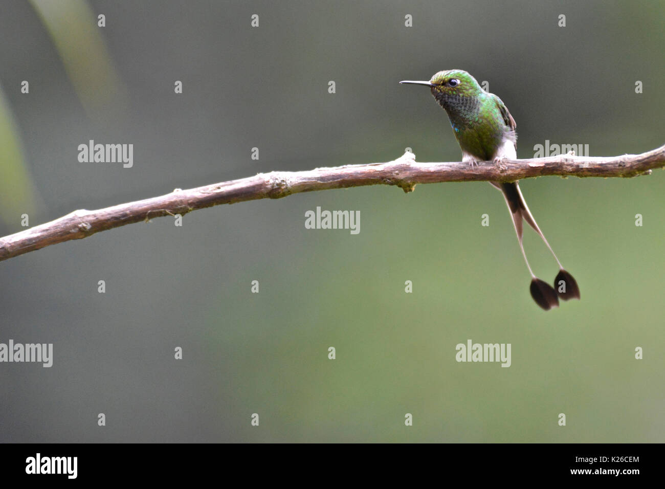 Booted racket tail hummingbird hi-res stock photography and images - Alamy