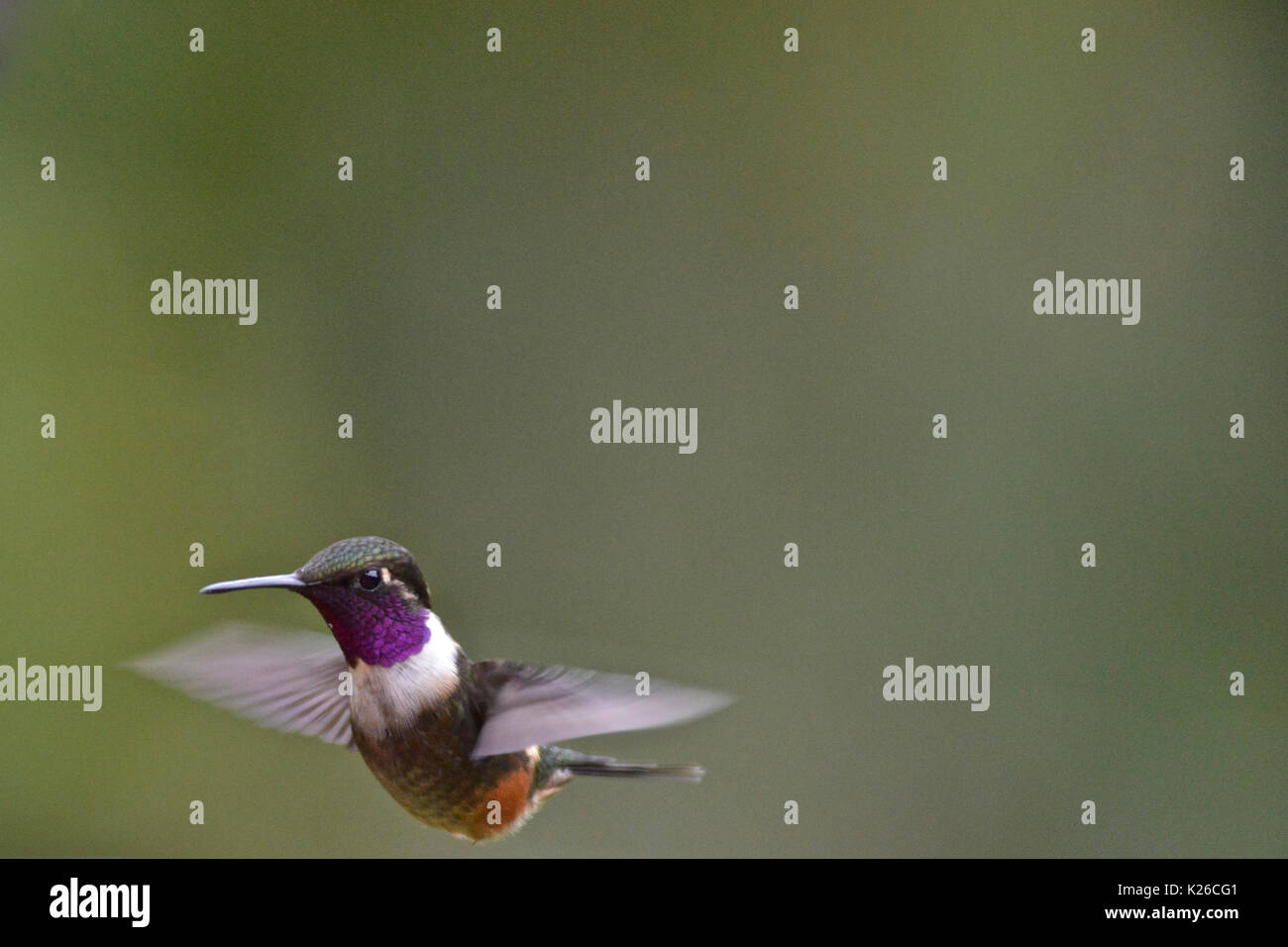 Bird, Colombia, Latin America Stock Photo - Alamy