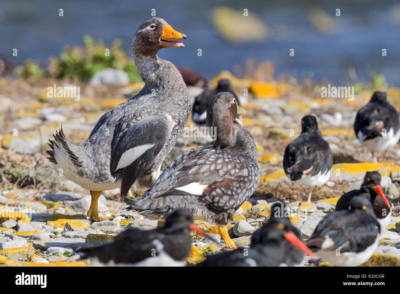 Aggressive Duck High Resolution Stock Photography and Images - Alamy