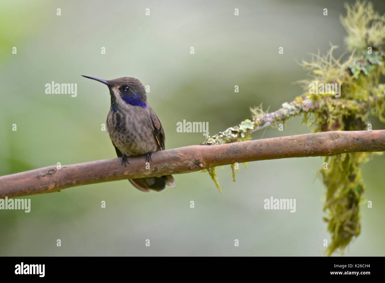 Brown Violetear ( Colibri delphinae Stock Photo - Alamy