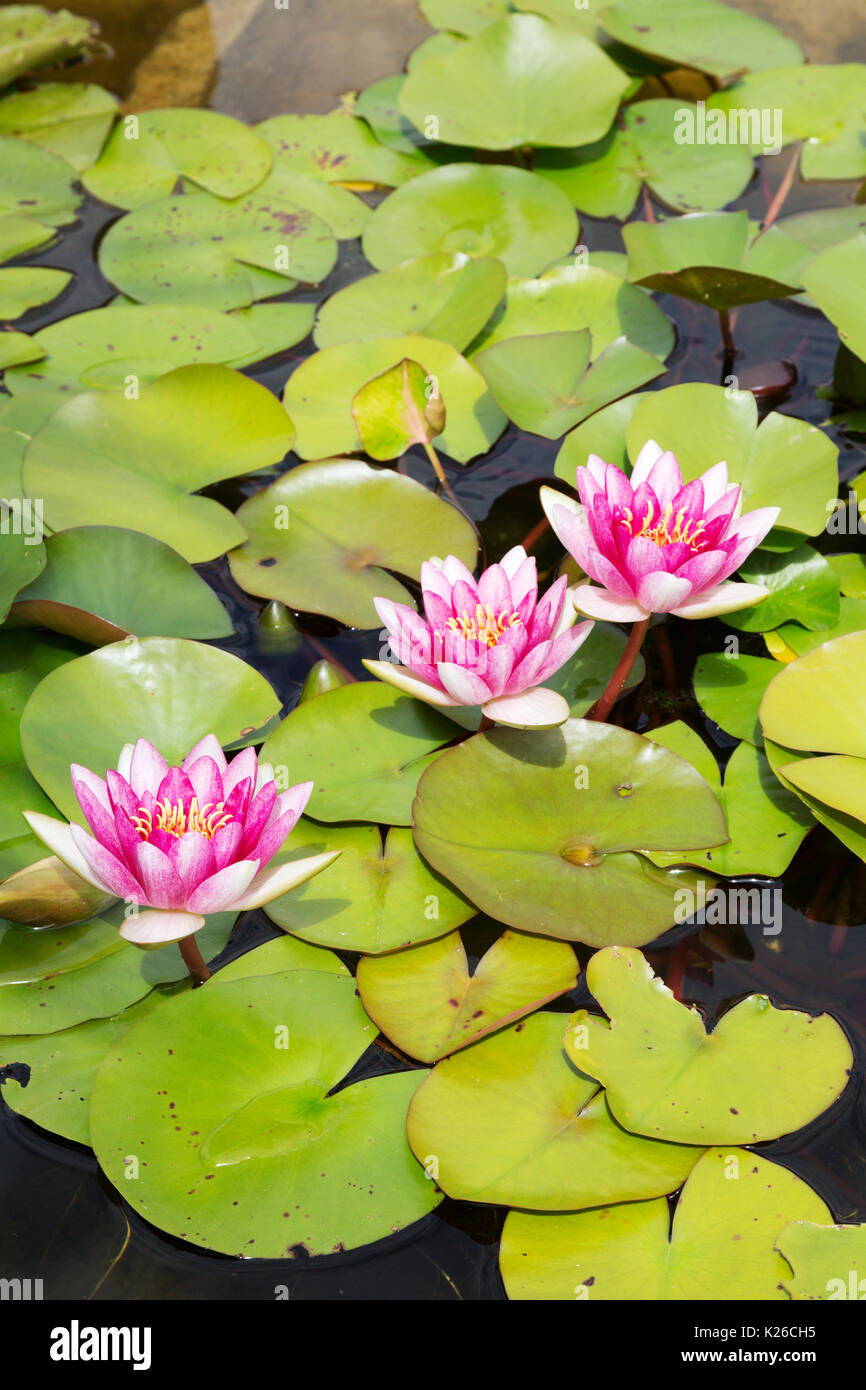 Lily in a water feature hi-res stock photography and images - Alamy