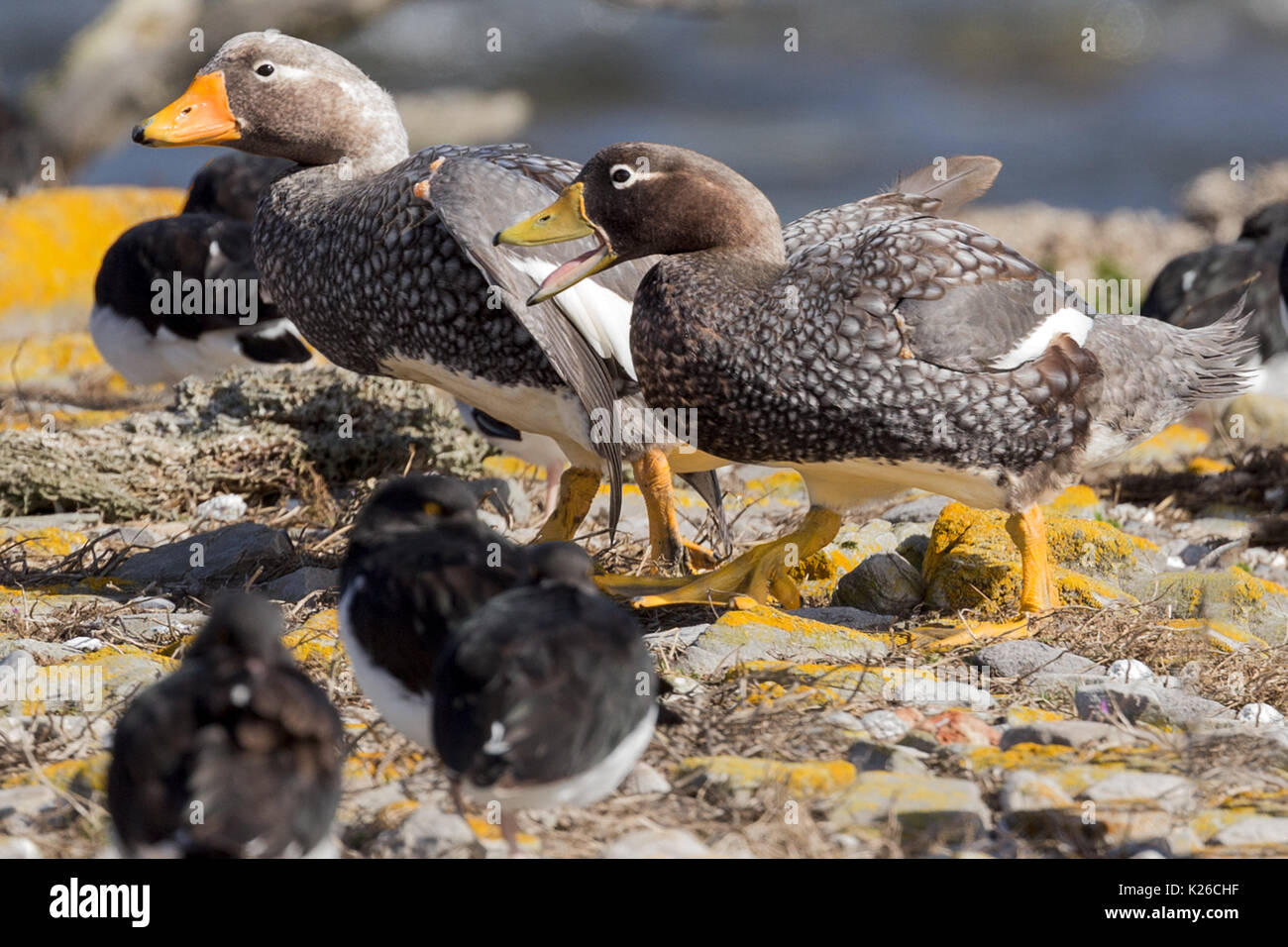 Aggressive Duck High Resolution Stock Photography and Images - Alamy