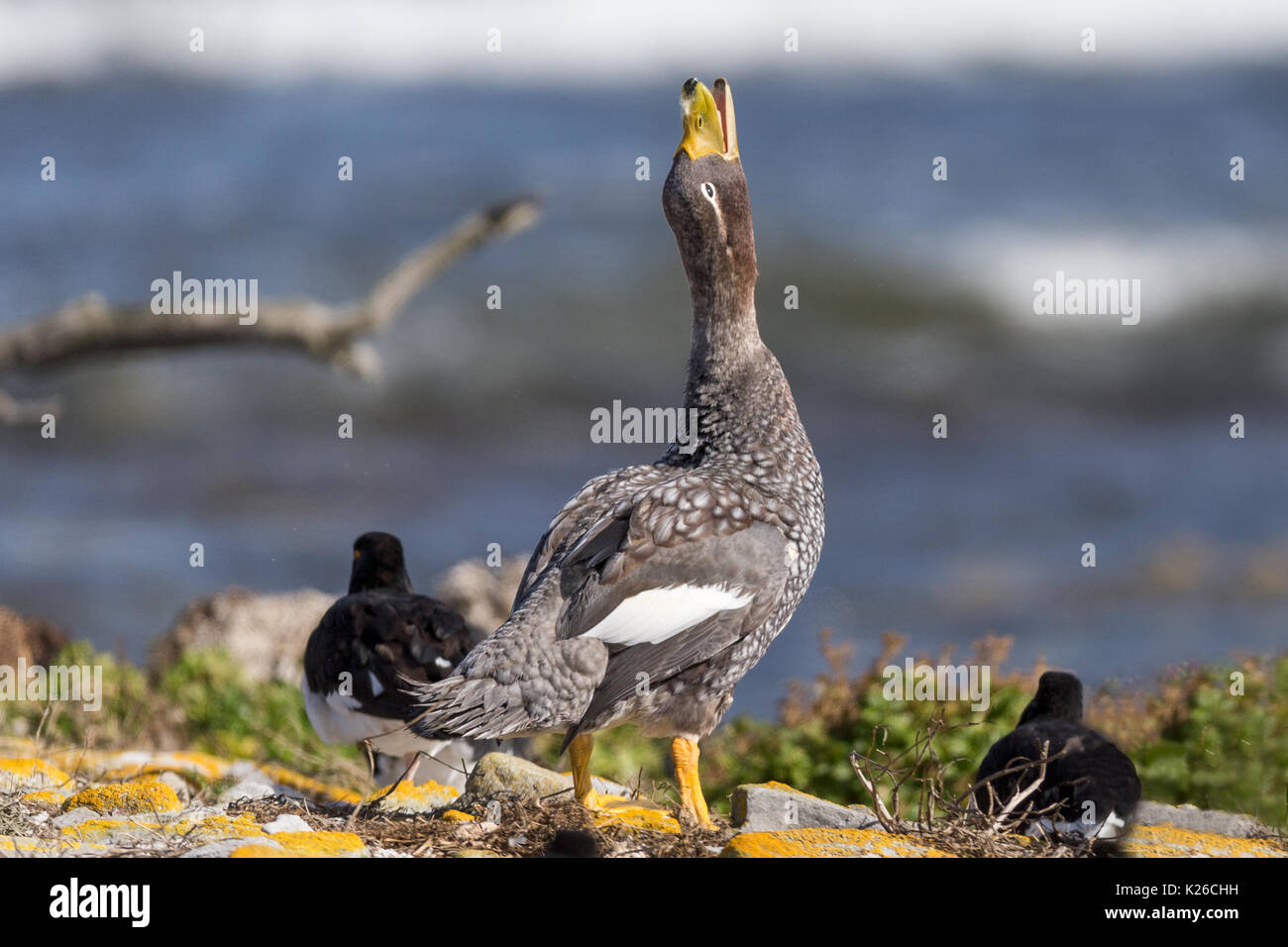 Aggressive Flightless Steamer-Duck Tachyeres pteneres Carcass Island ...