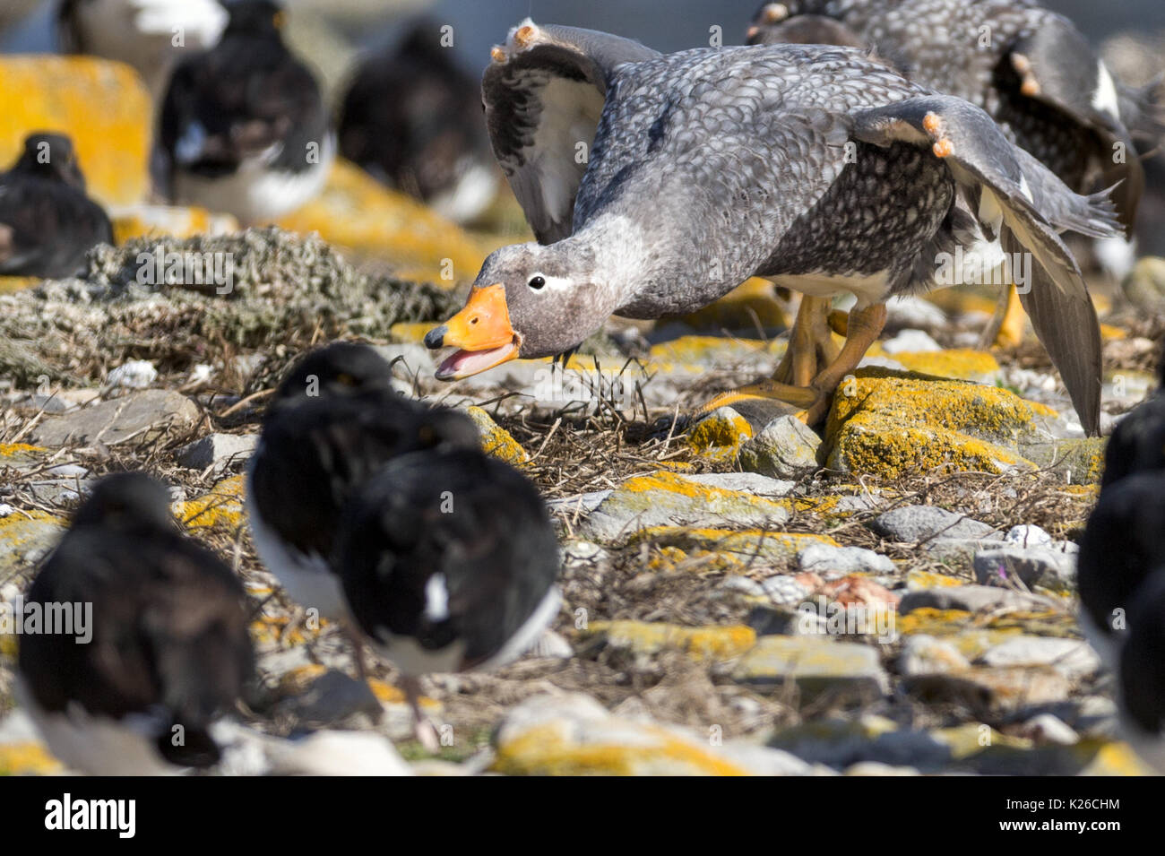 Aggressive duck hi-res stock photography and images - Alamy