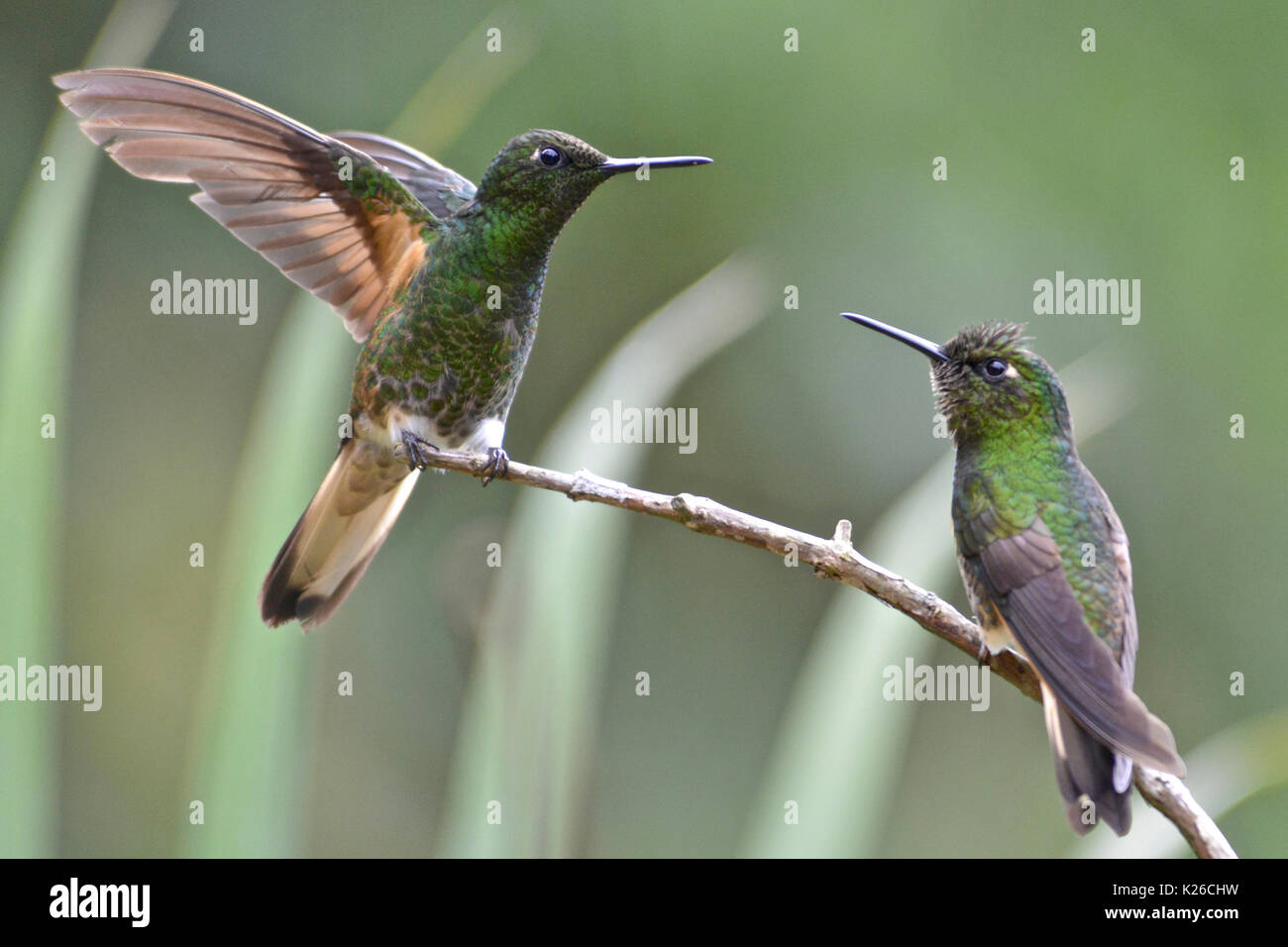 Birds of latin america hi-res stock photography and images - Alamy