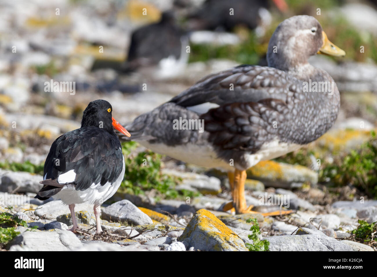 Flightless Steamer-Duck Tachyeres pteneres Carcass Island Falklands ...