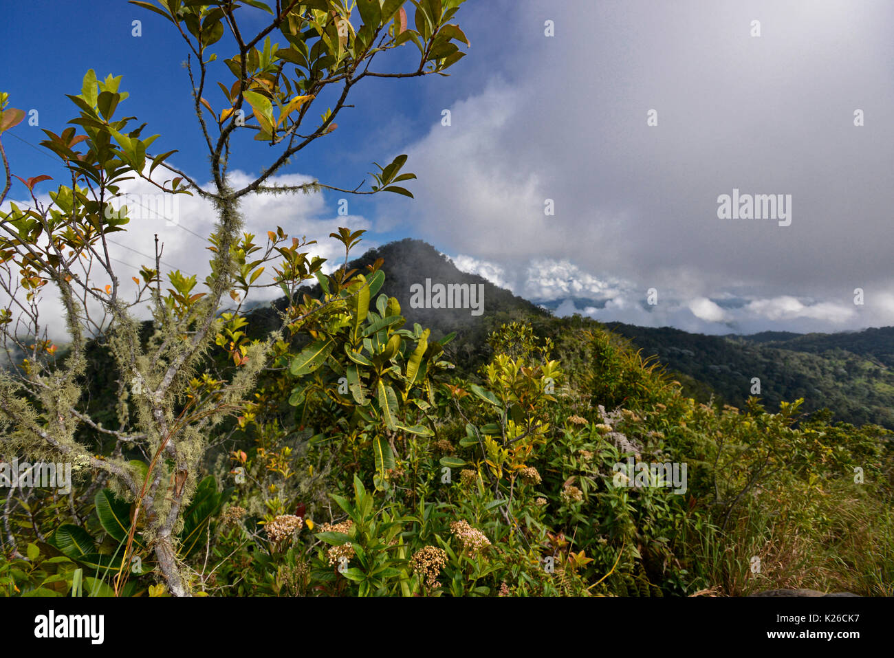 Fragmented cloud Forest site of San Antonio on the Western Andes of ...