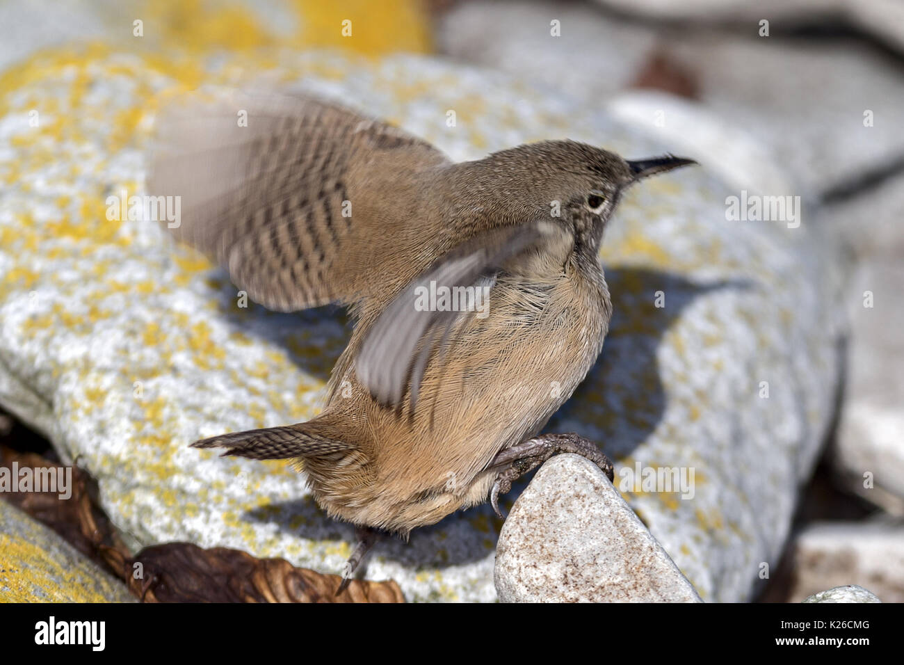 Cobb's or Southern House Wren Troglodyte aedon cobbi Carcass Island ...