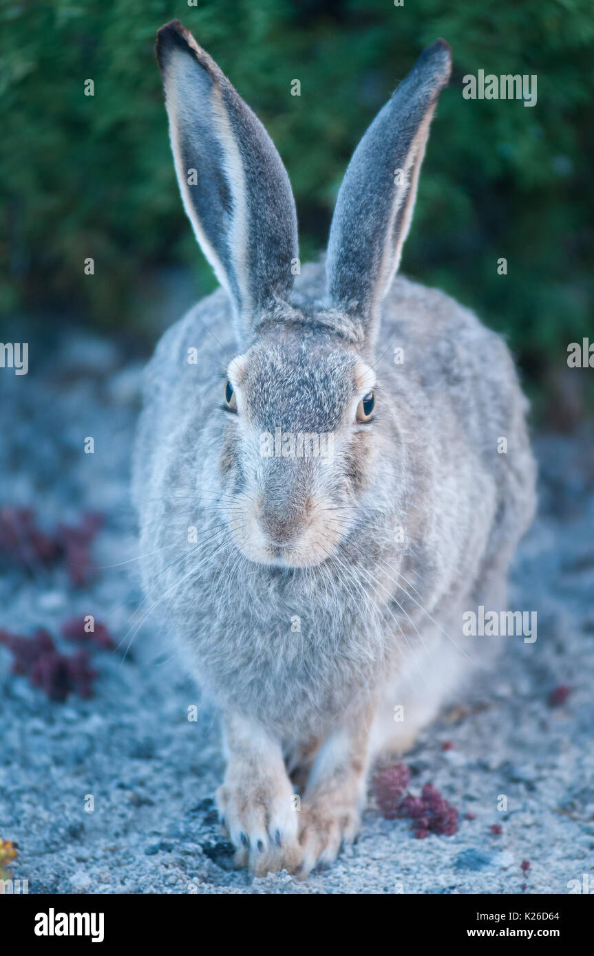 Snowshoe hare photography hi-res stock photography and images - Alamy