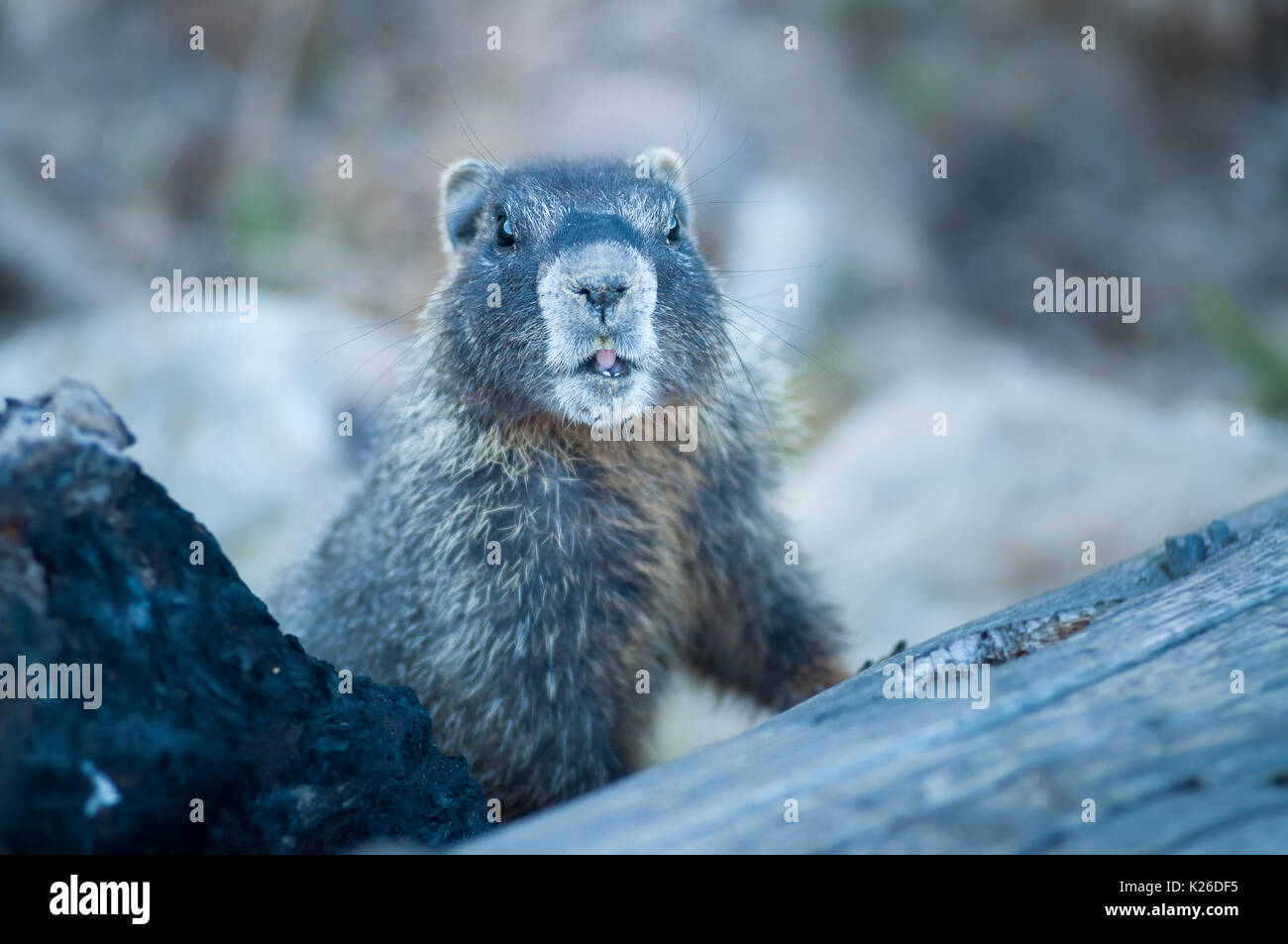 Teeth yellow bellied marmot hi-res stock photography and images - Alamy