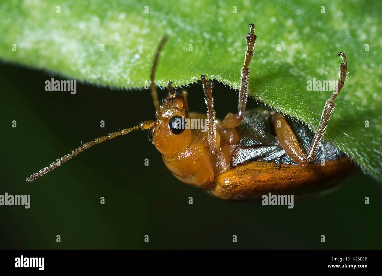 Leaf eater insect Stock Photo - Alamy