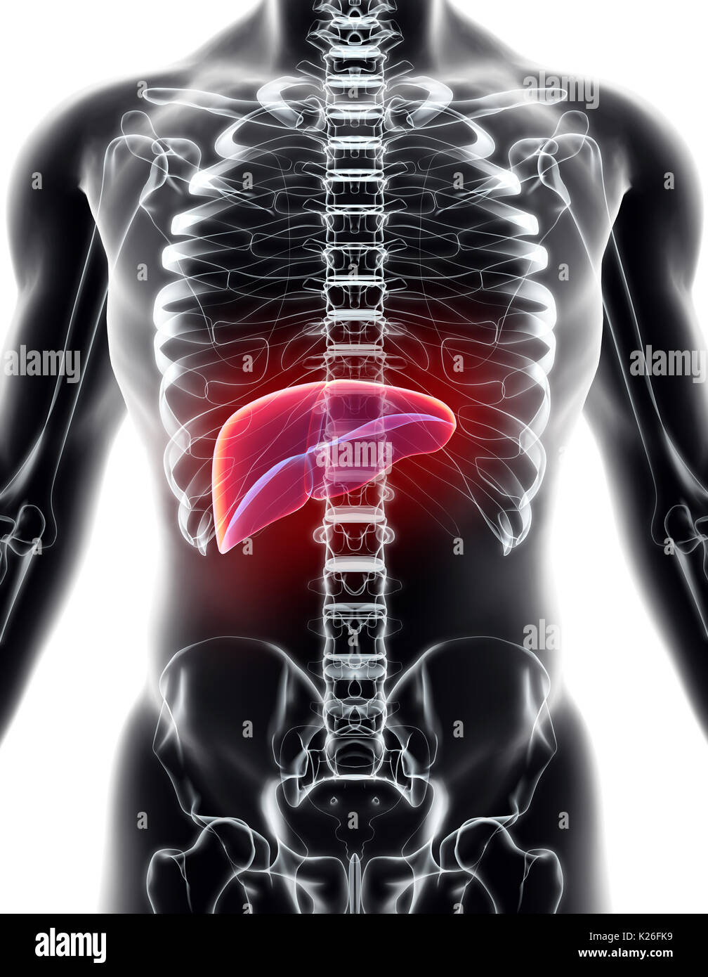 3D illustration of Liver - Part of Digestive System Stock Photo - Alamy