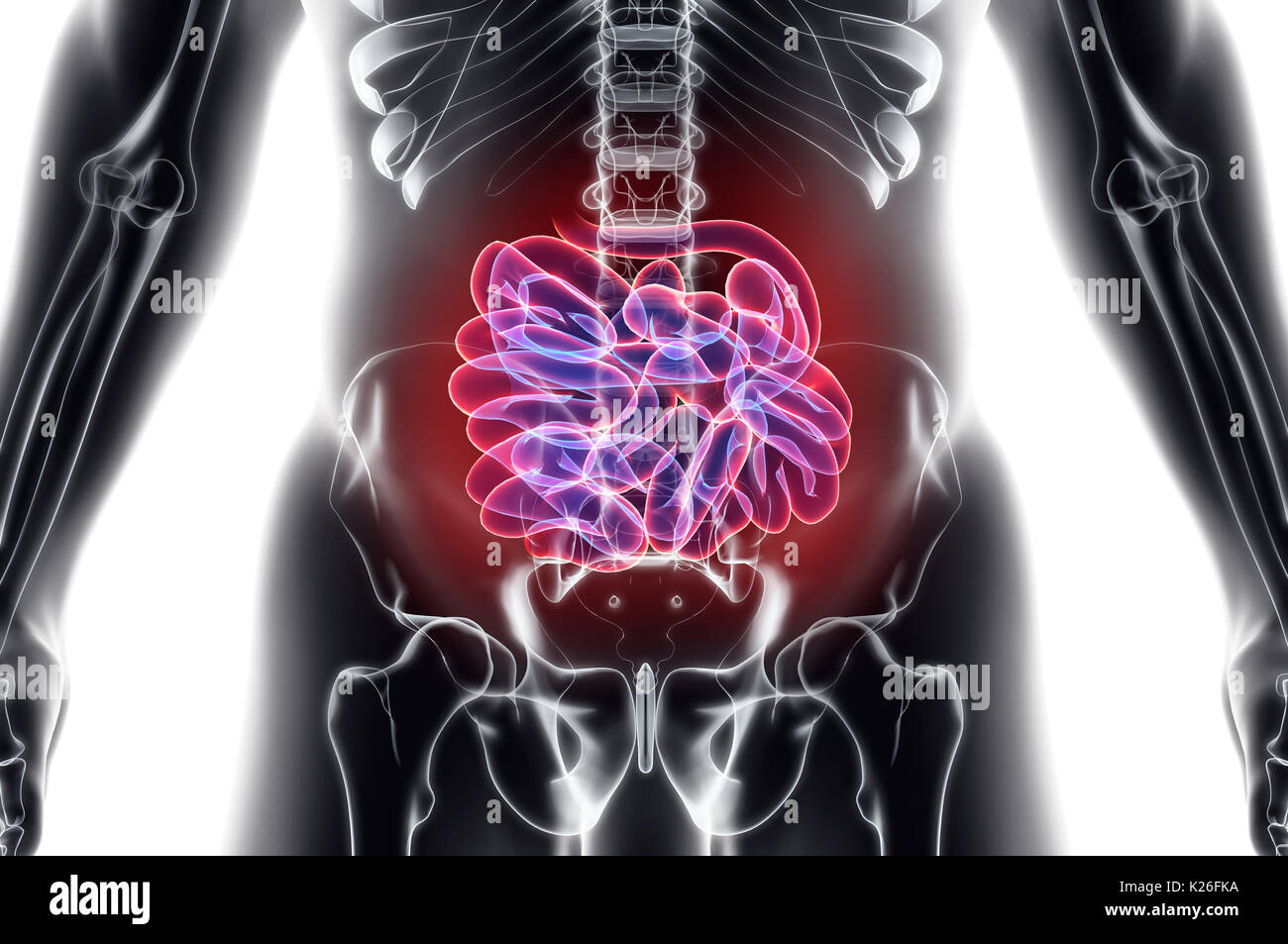 Transparent digestive system hi-res stock photography and images - Alamy