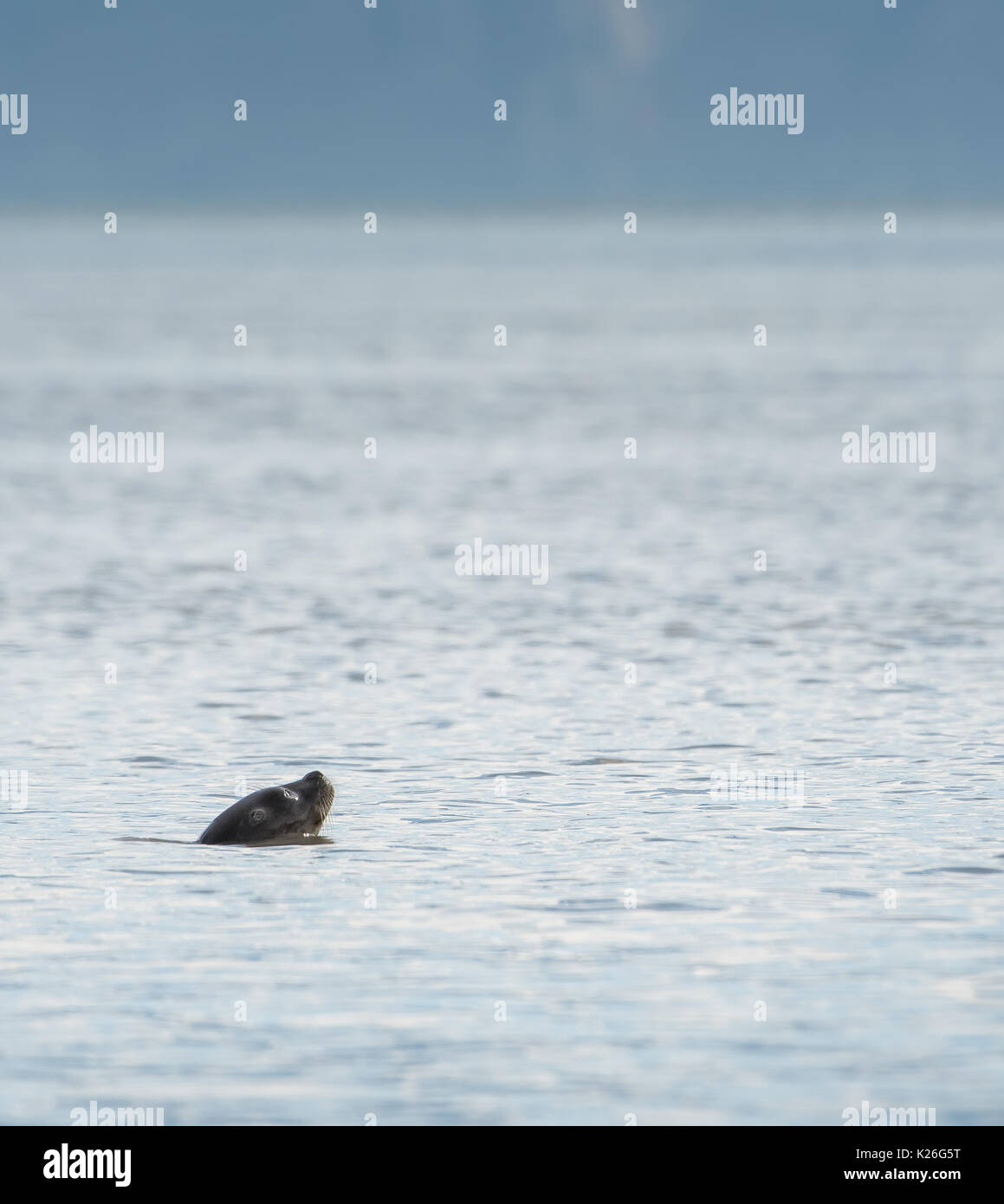 Ring seal arctic hi-res stock photography and images - Alamy