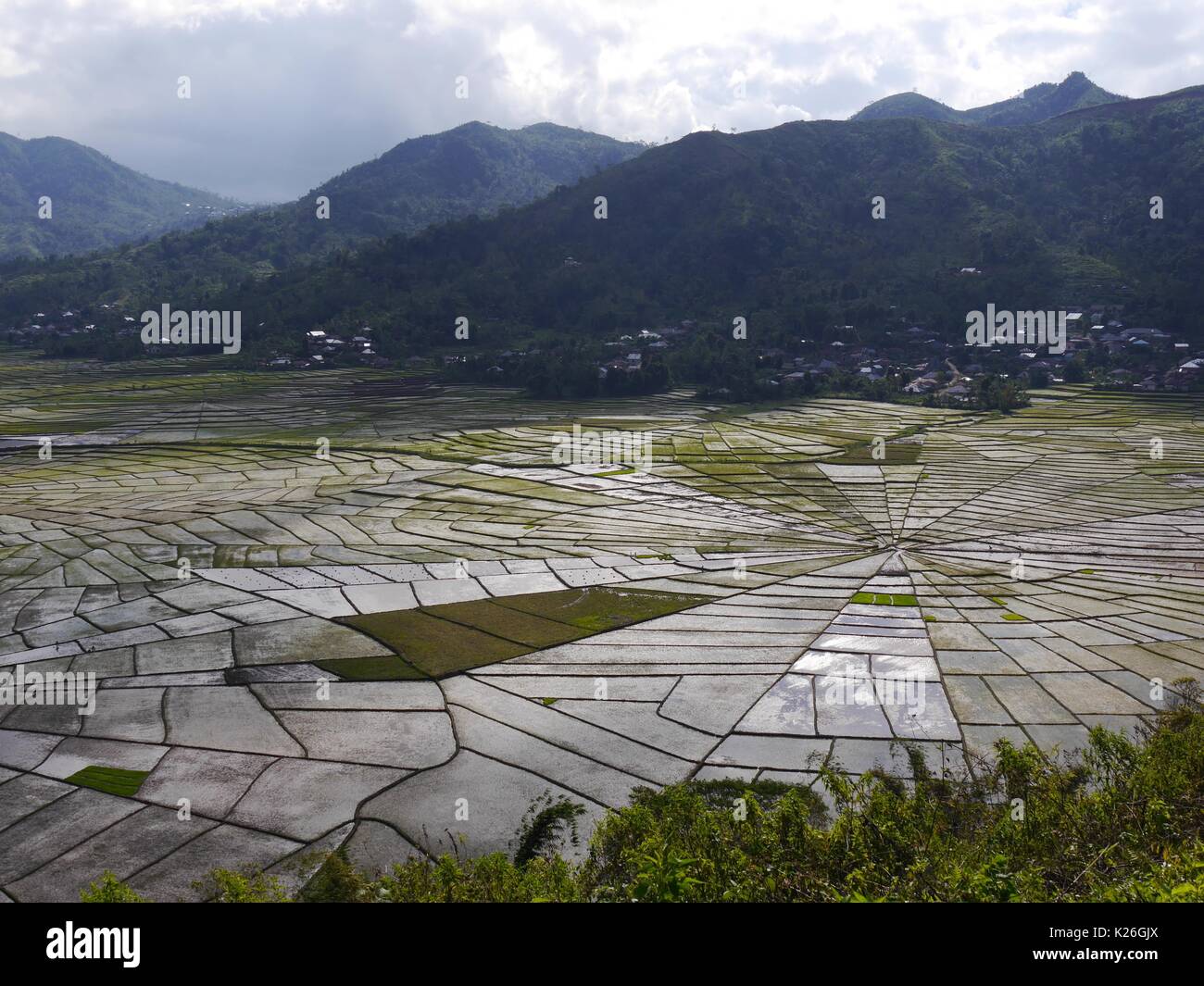 View of unique Spider's Web Rice Fields on the Indonesian island of ...