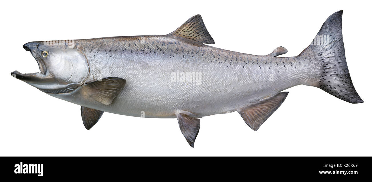 White king salmon hi-res stock photography and images - Alamy