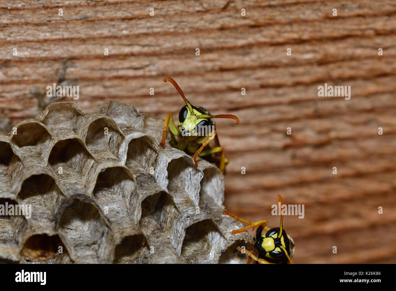 Ladybug Nest Stock Photos & Ladybug Nest Stock Images - Alamy