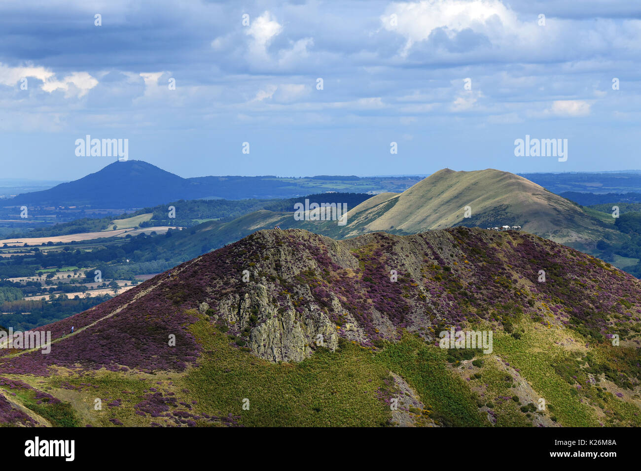 The Shropshire Hills the Long Mynd and the Lawley with wild horses in ...