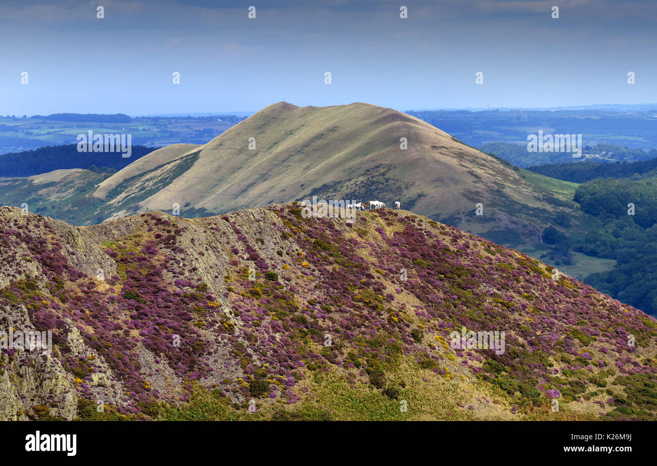 The Shropshire Hills the Long Mynd and the Lawley with wild horses in ...