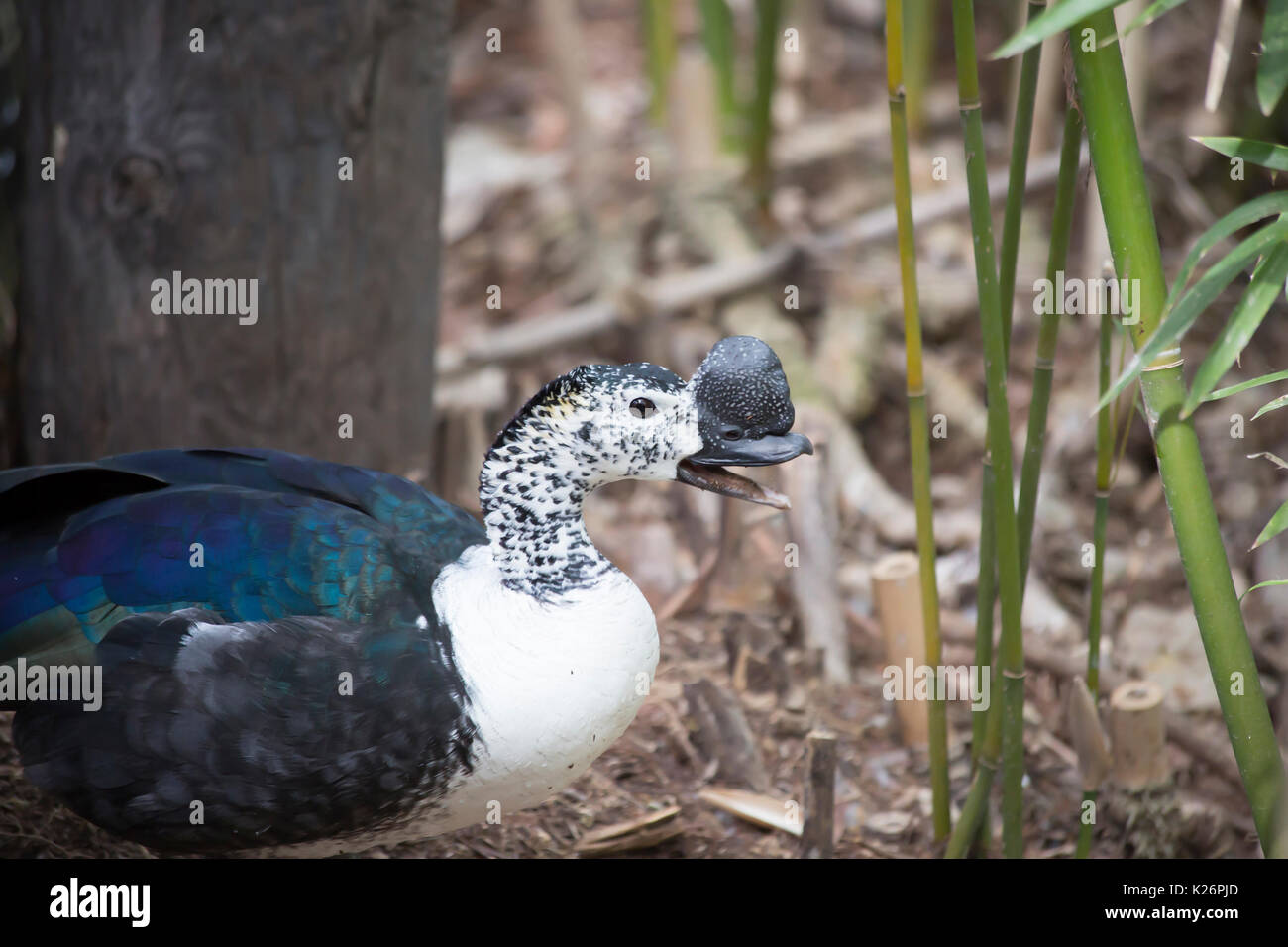 Comb duck (Sarkidiornis melanotos) resting beside a tree Stock Photo ...