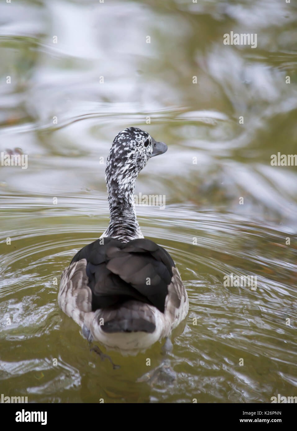 Female comb duck (Sarkidiornis melanotos) swimming in murky water Stock ...