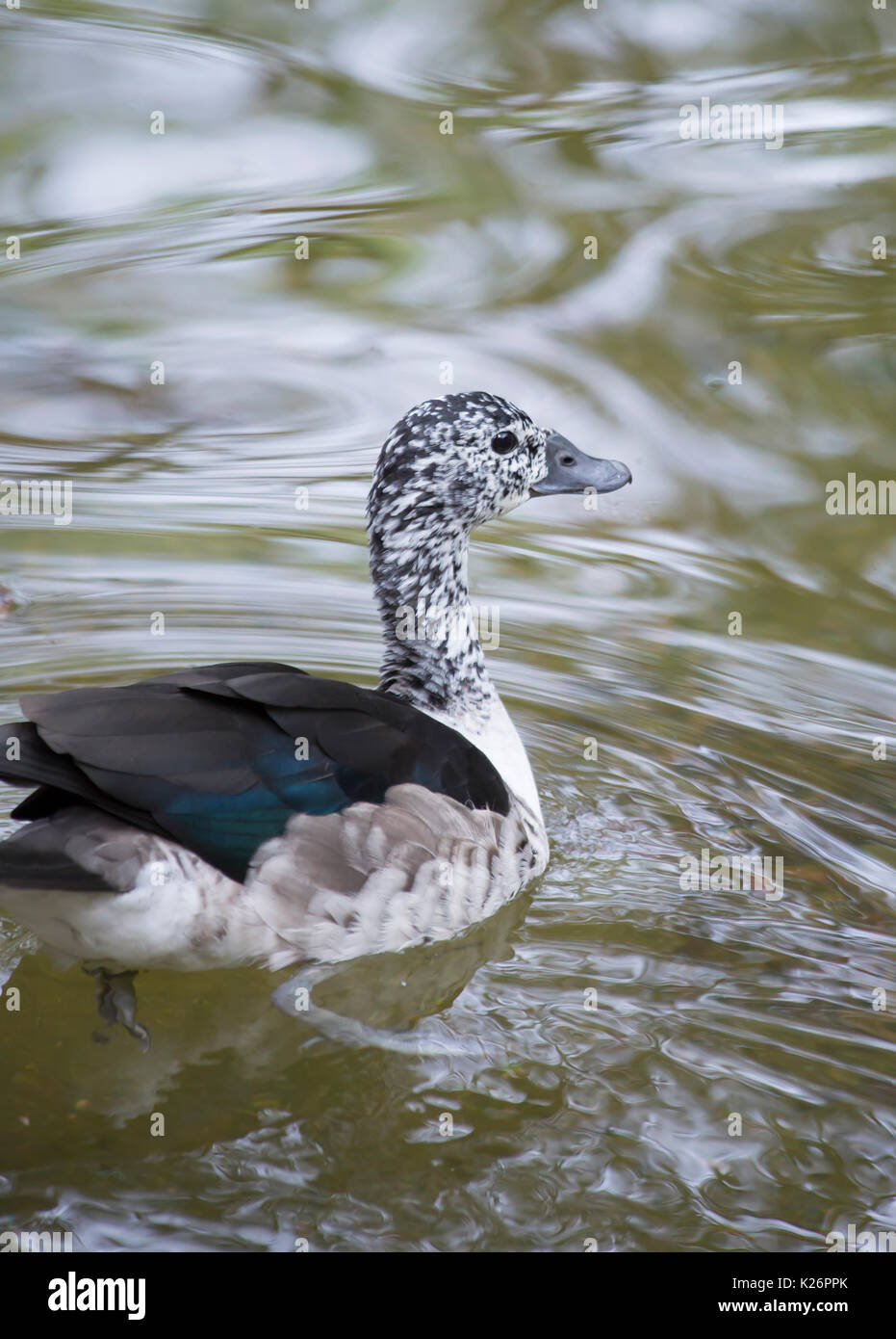 Female comb duck (Sarkidiornis melanotos) swimming in murky water Stock ...