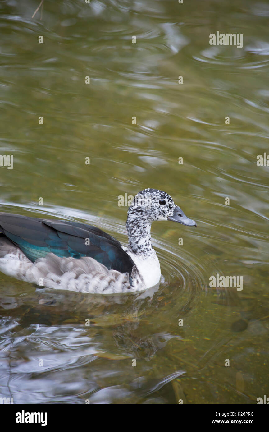 Female comb duck (Sarkidiornis melanotos) swimming in murky water Stock ...