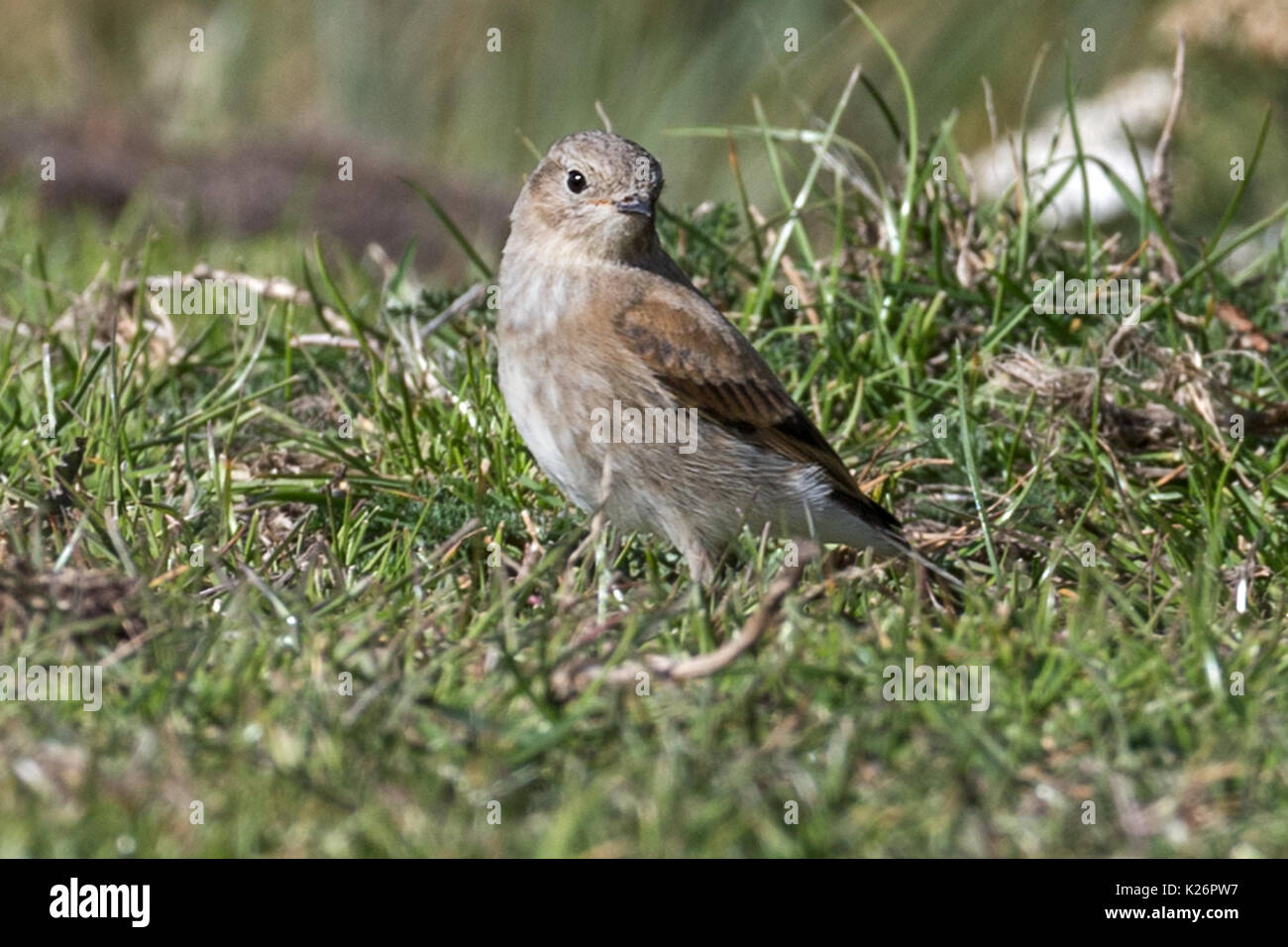 Austral negrito lessonia rufa hi-res stock photography and images - Alamy