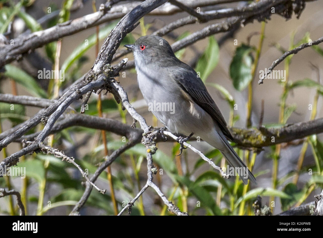 Fire-eyed Diucon Xolmis pyrope Valle Chacabuco Patagonia Park Chile ...