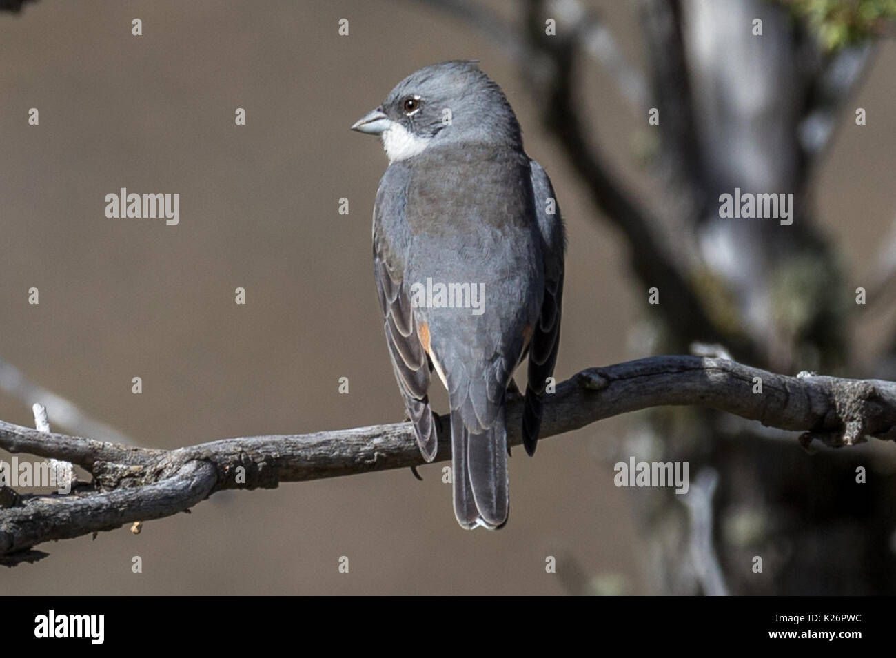Fire-eyed Diucon Xolmis pyrope Valle Chacabuco Patagonia Park Chile ...