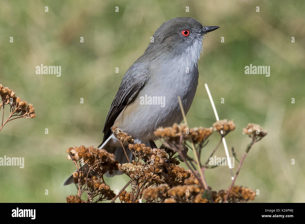 Fire-eyed Diucon Xolmis pyrope Valle Chacabuco Patagonia Park Chile ...