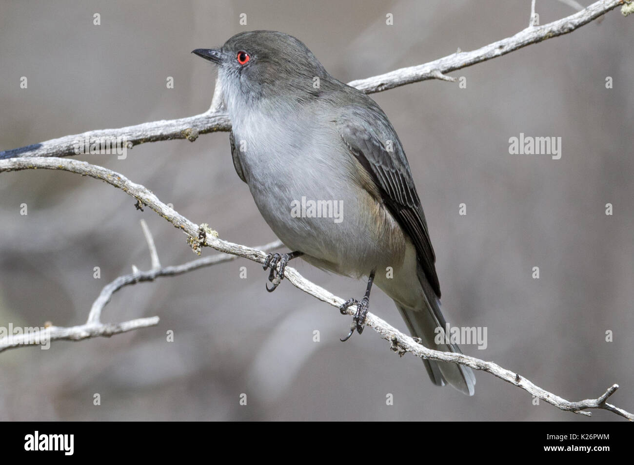 Fire-eyed Diucon Xolmis pyrope Valle Chacabuco Patagonia Park Chile ...