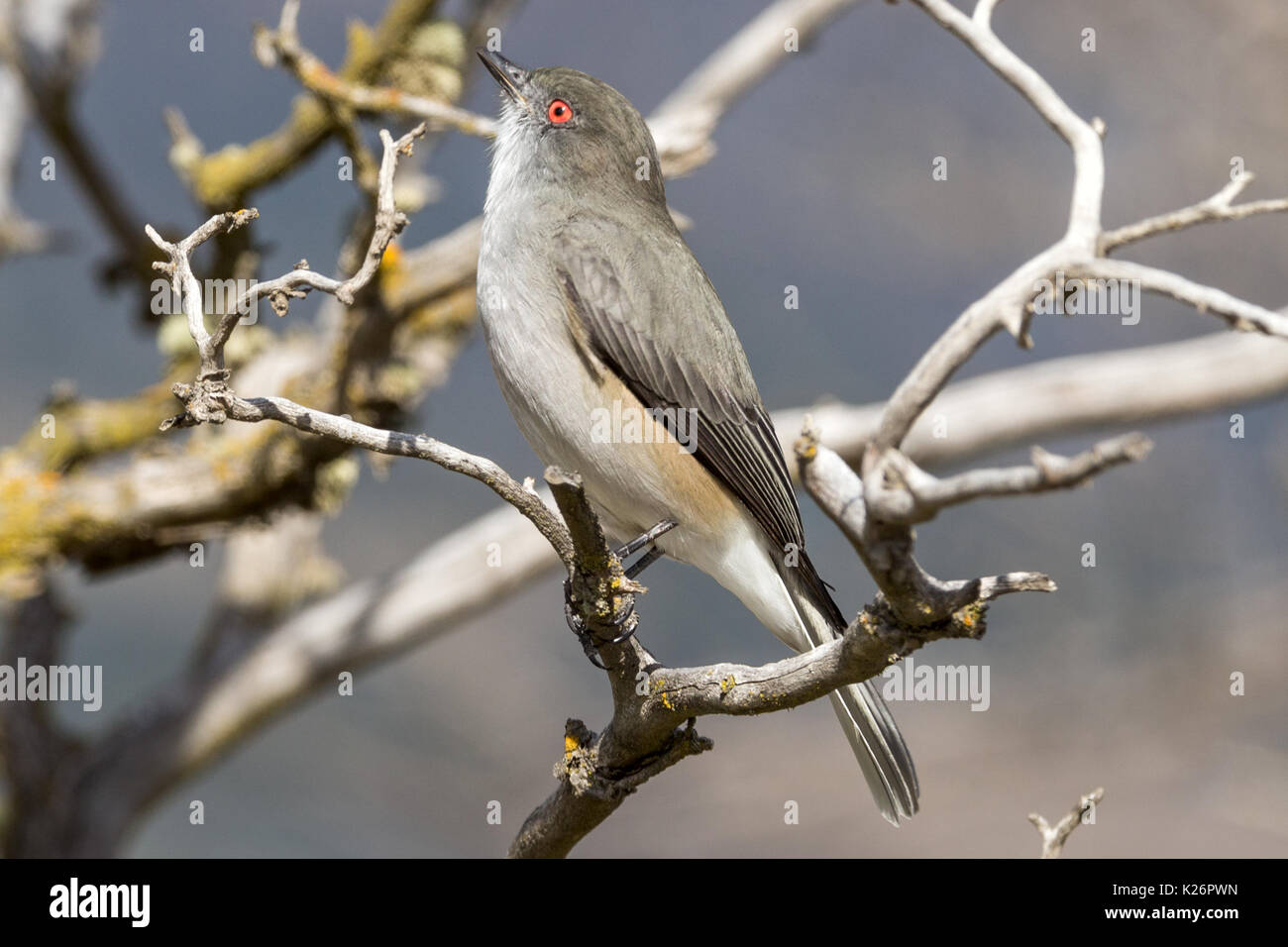 Fire eyed diucon xolmis pyrope hi-res stock photography and images - Alamy