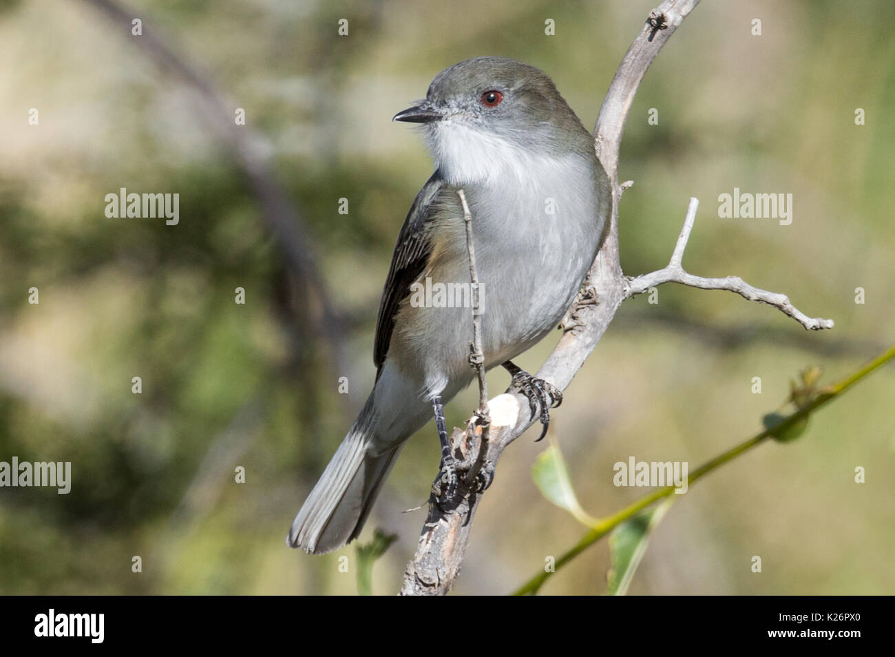 Fire-eyed Diucon Xolmis pyrope Valle Chacabuco Patagonia Park Chile ...
