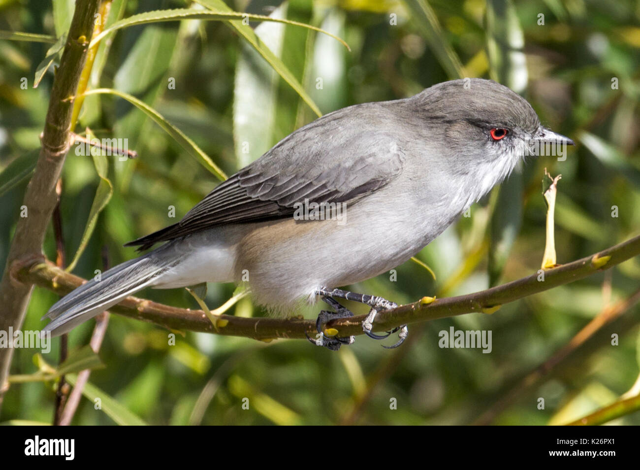 Fire-eyed Diucon Xolmis pyrope Valle Chacabuco Patagonia Park Chile ...