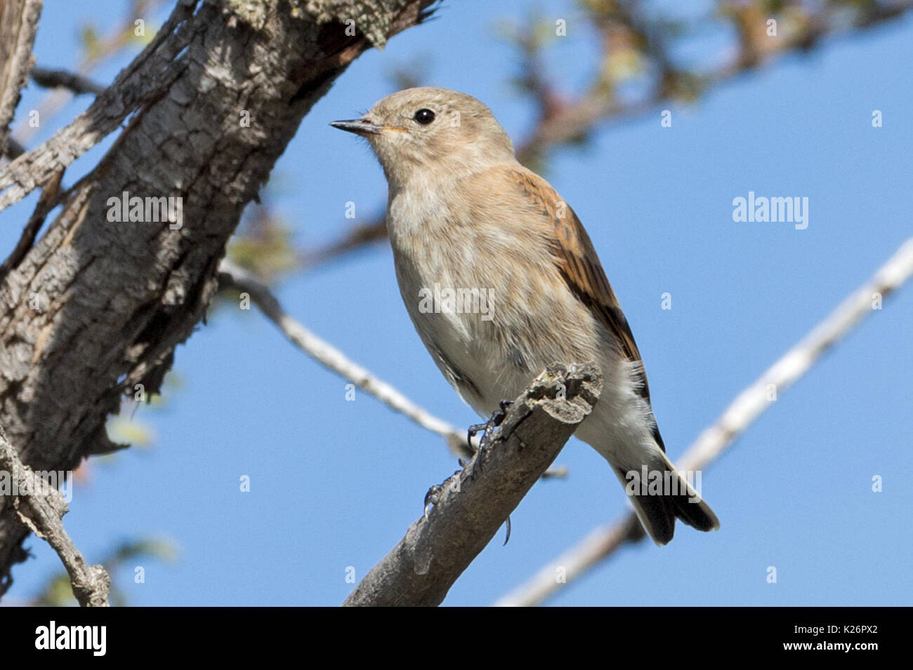 Austral negrito lessonia rufa hi-res stock photography and images - Alamy