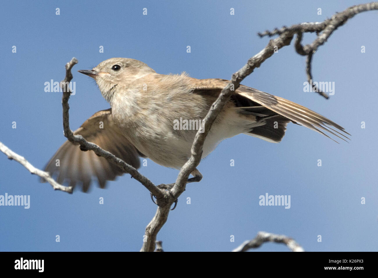 Austral negrito lessonia rufa hi-res stock photography and images - Alamy