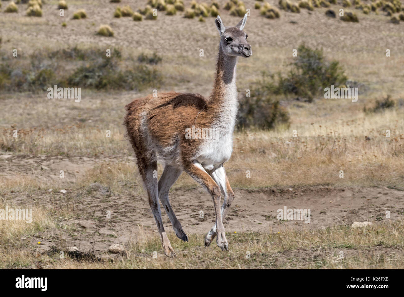 Guanaco running Valle Chacabuco Patagonia Park Chile Stock Photo - Alamy