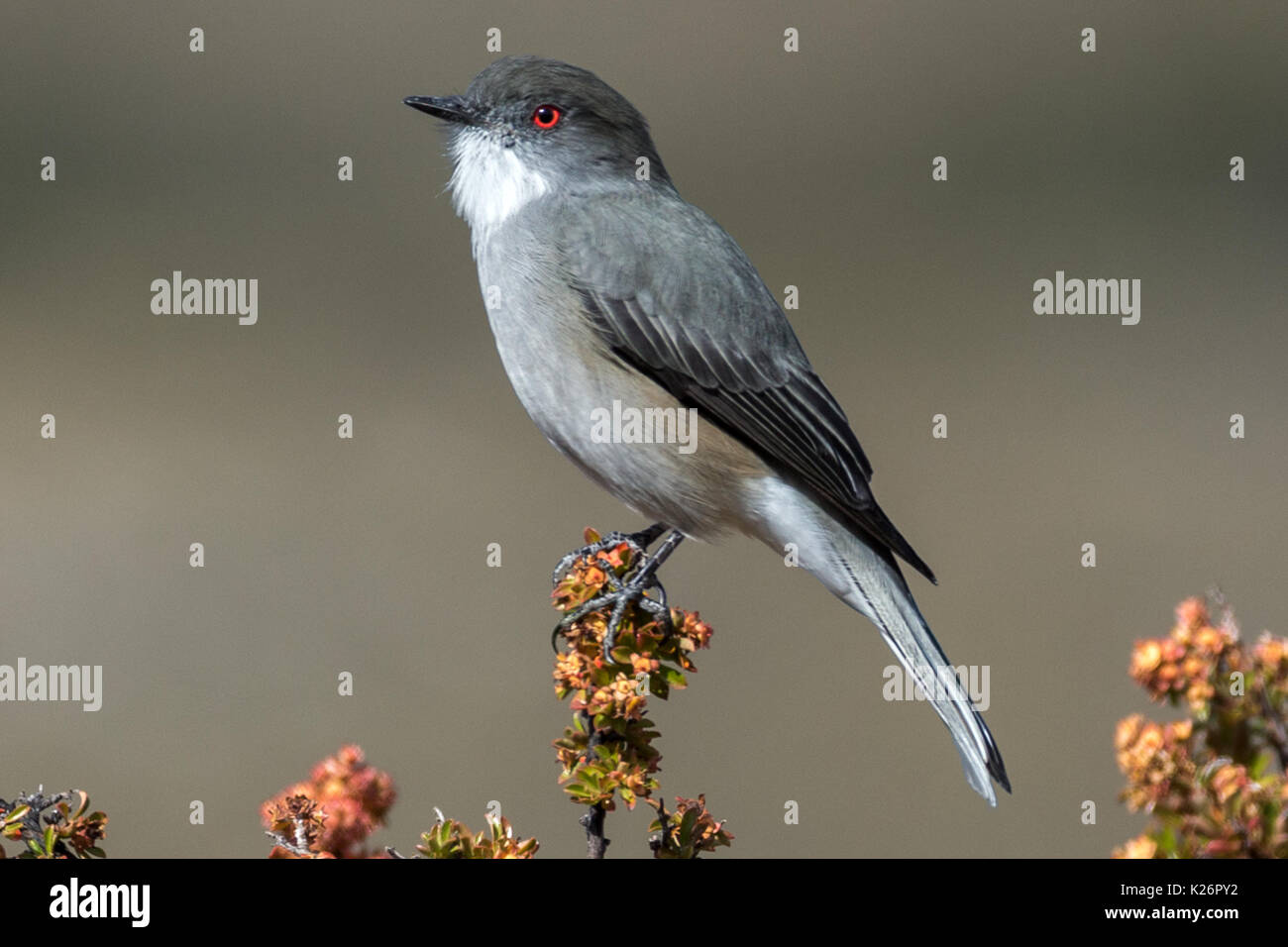 Fire-eyed Diucon Xolmis pyrope Valle Chacabuco Patagonia Park Chile ...
