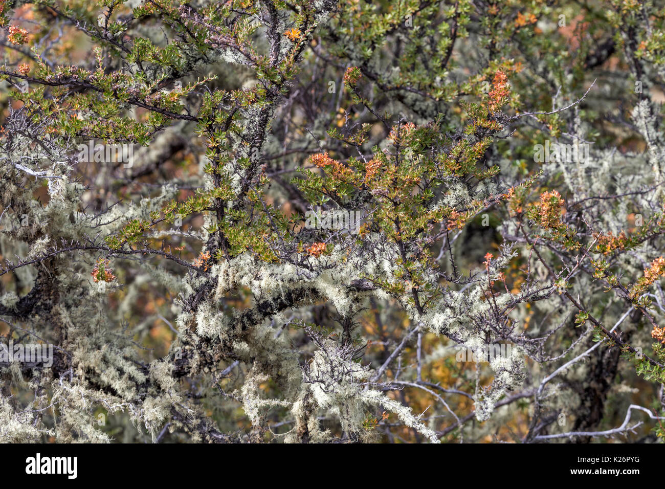 Valle Chacabuco Patagonia Park Chile Stock Photo - Alamy